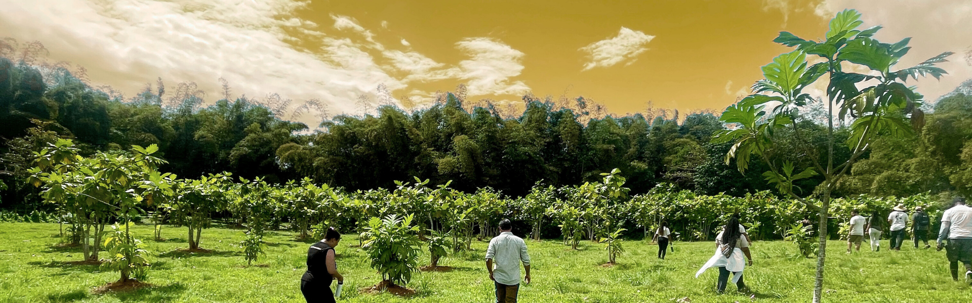 Climate Cup of Solutions